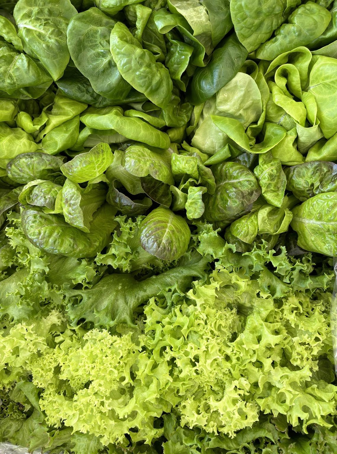 Living Lettuce - Hydra Greens