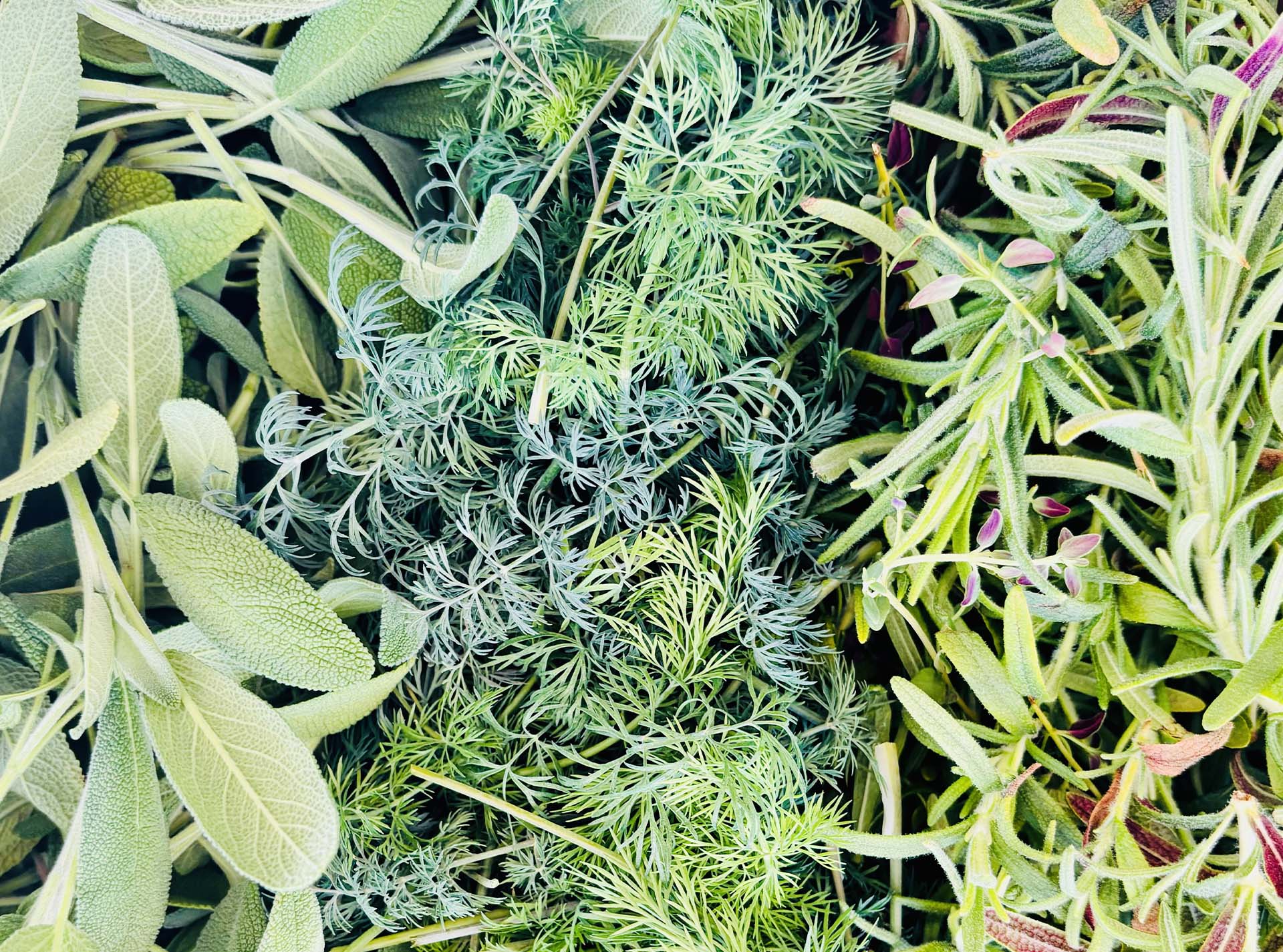 Fresh Herbs - Hydra Greens